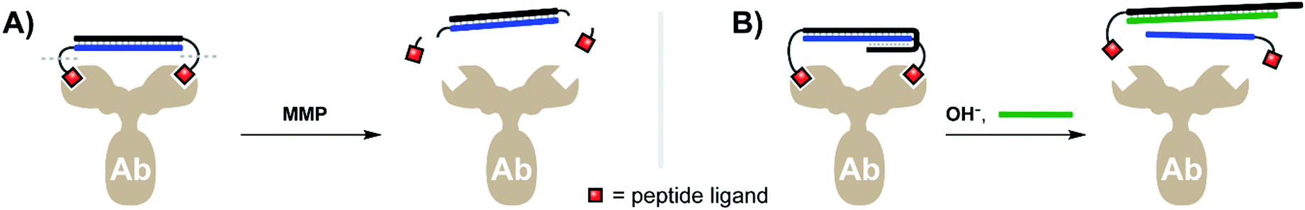 Nucleic acid constructs for the interrogation of multivalent protein ...