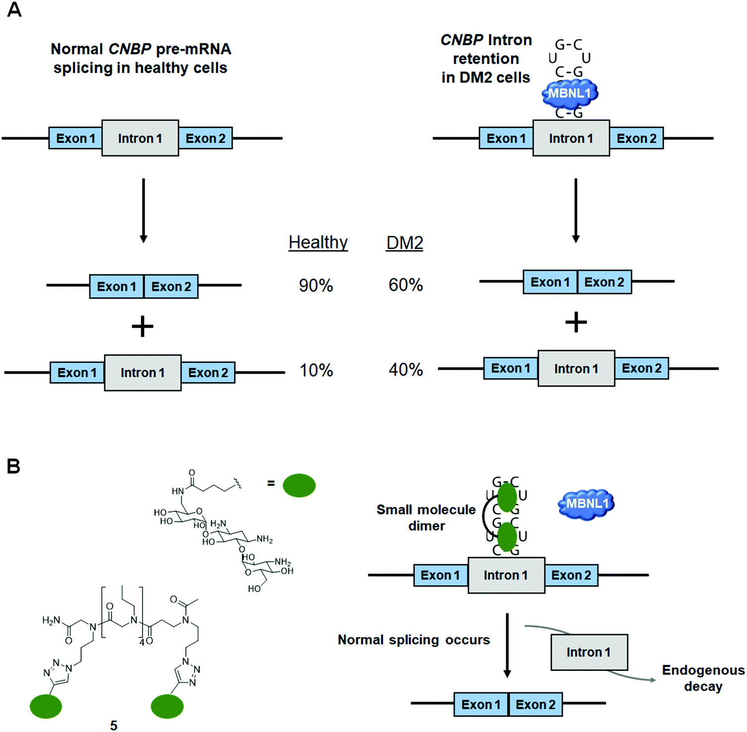 Small molecule recognition of disease-relevant RNA structures ...