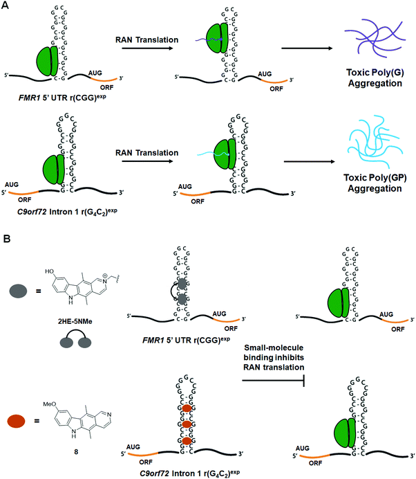 Small molecule recognition of disease-relevant RNA structures ...
