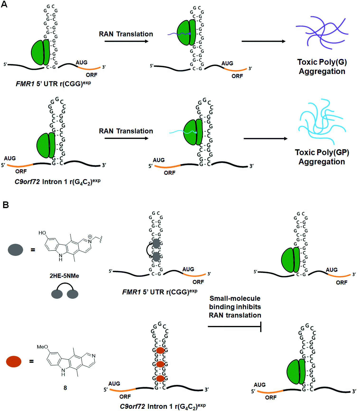 Small molecule recognition of disease-relevant RNA structures ...