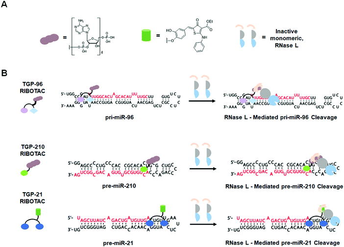 Small molecule recognition of disease-relevant RNA structures ...