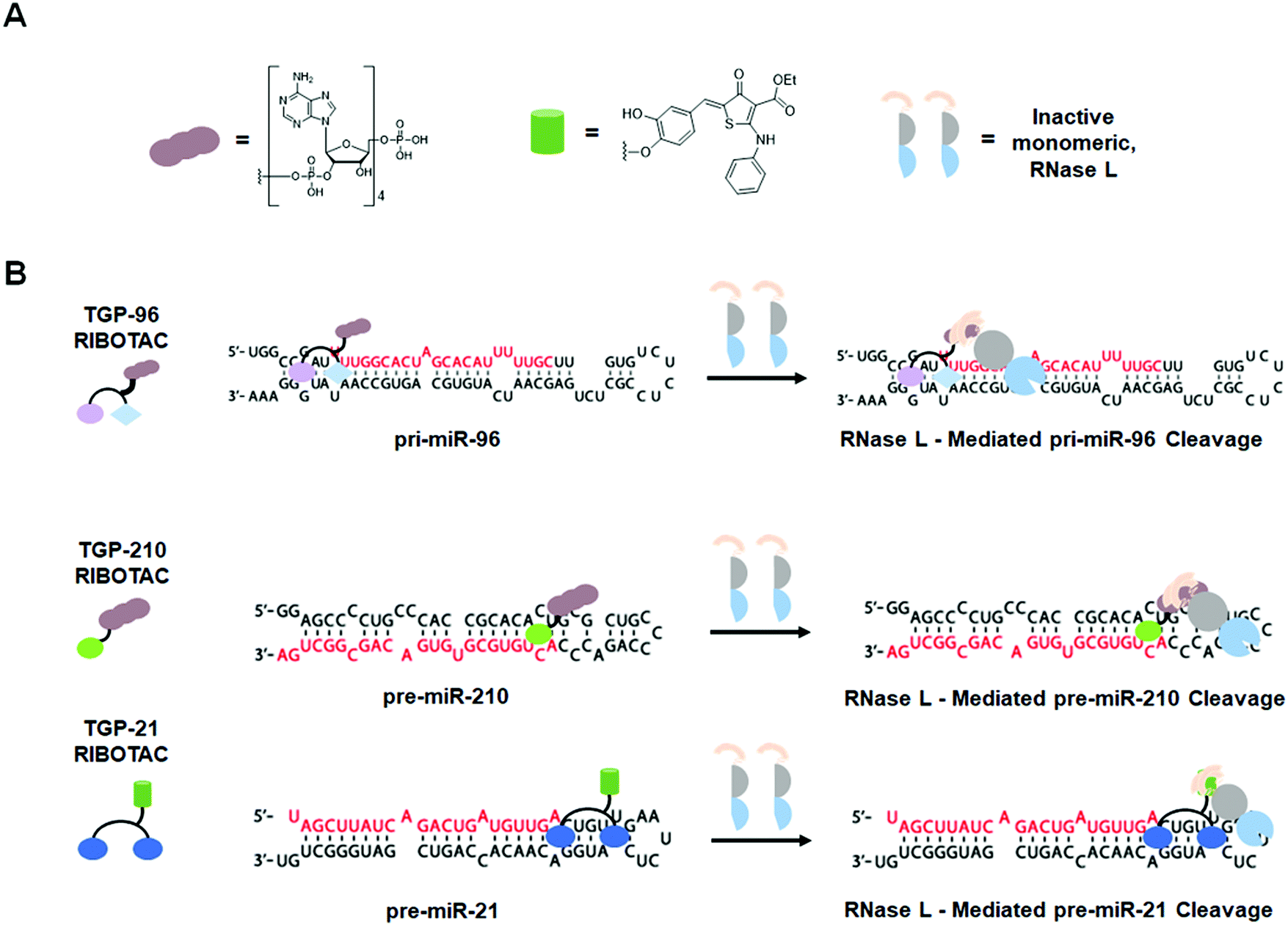 Small molecule recognition of disease-relevant RNA structures ...