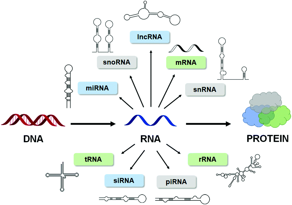 Small molecule recognition of disease-relevant RNA structures ...