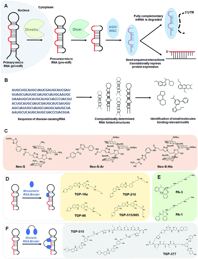 Small molecule recognition of disease-relevant RNA structures ...