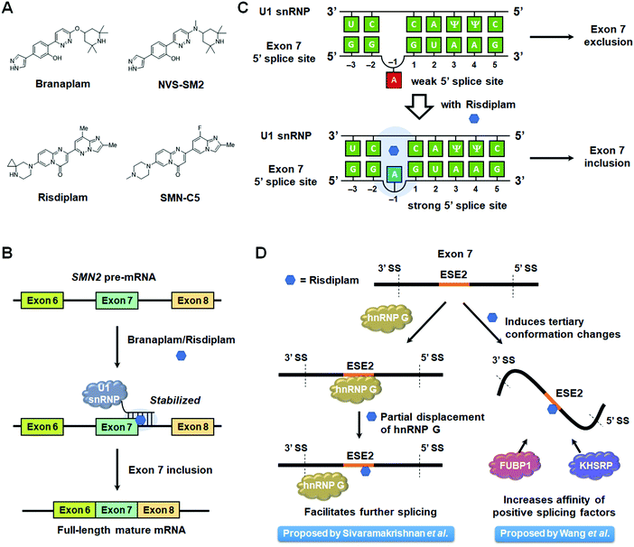 Small molecule recognition of disease-relevant RNA structures ...
