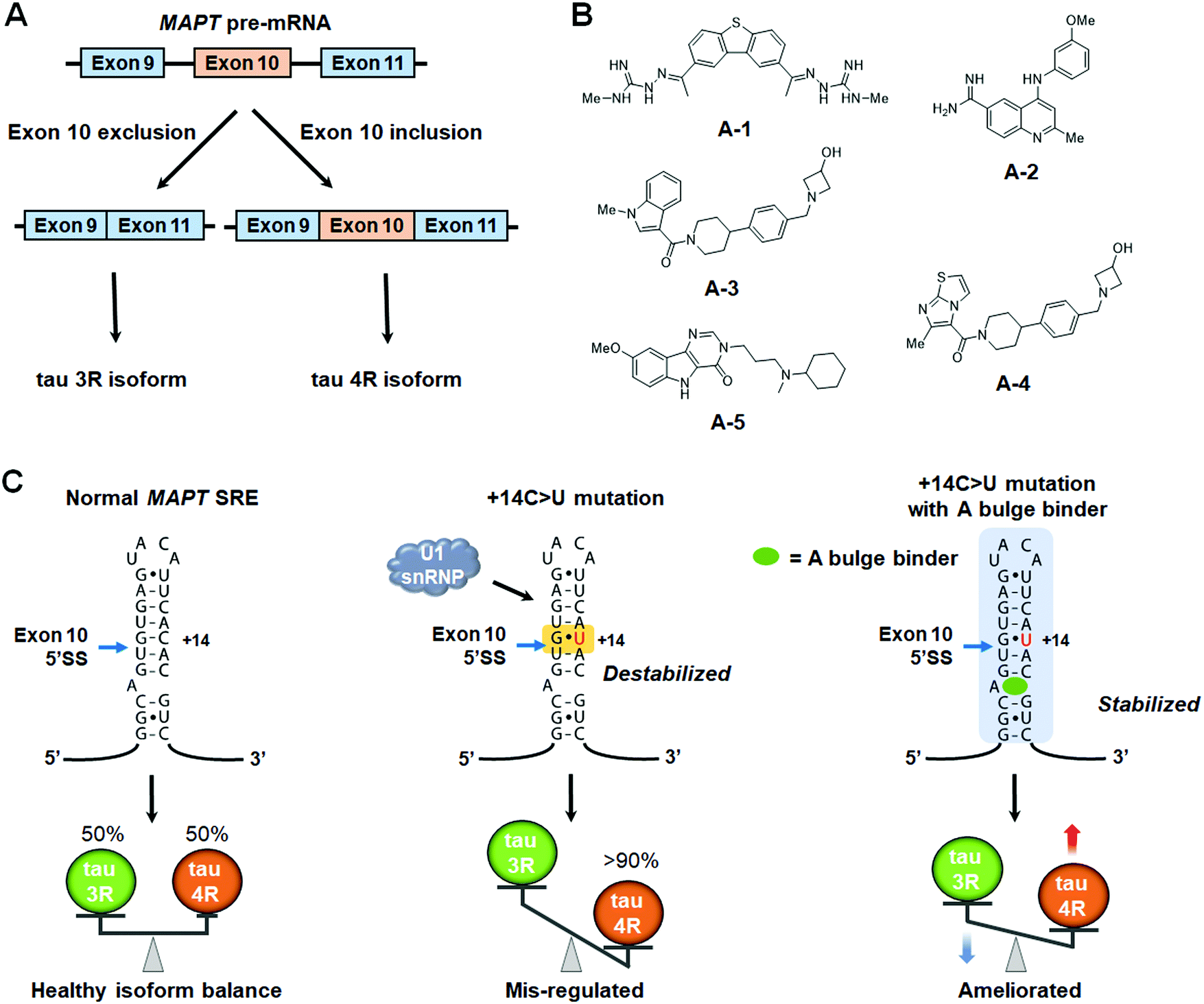 Small molecule recognition of disease-relevant RNA structures - Chemical Society Reviews (RSC ...