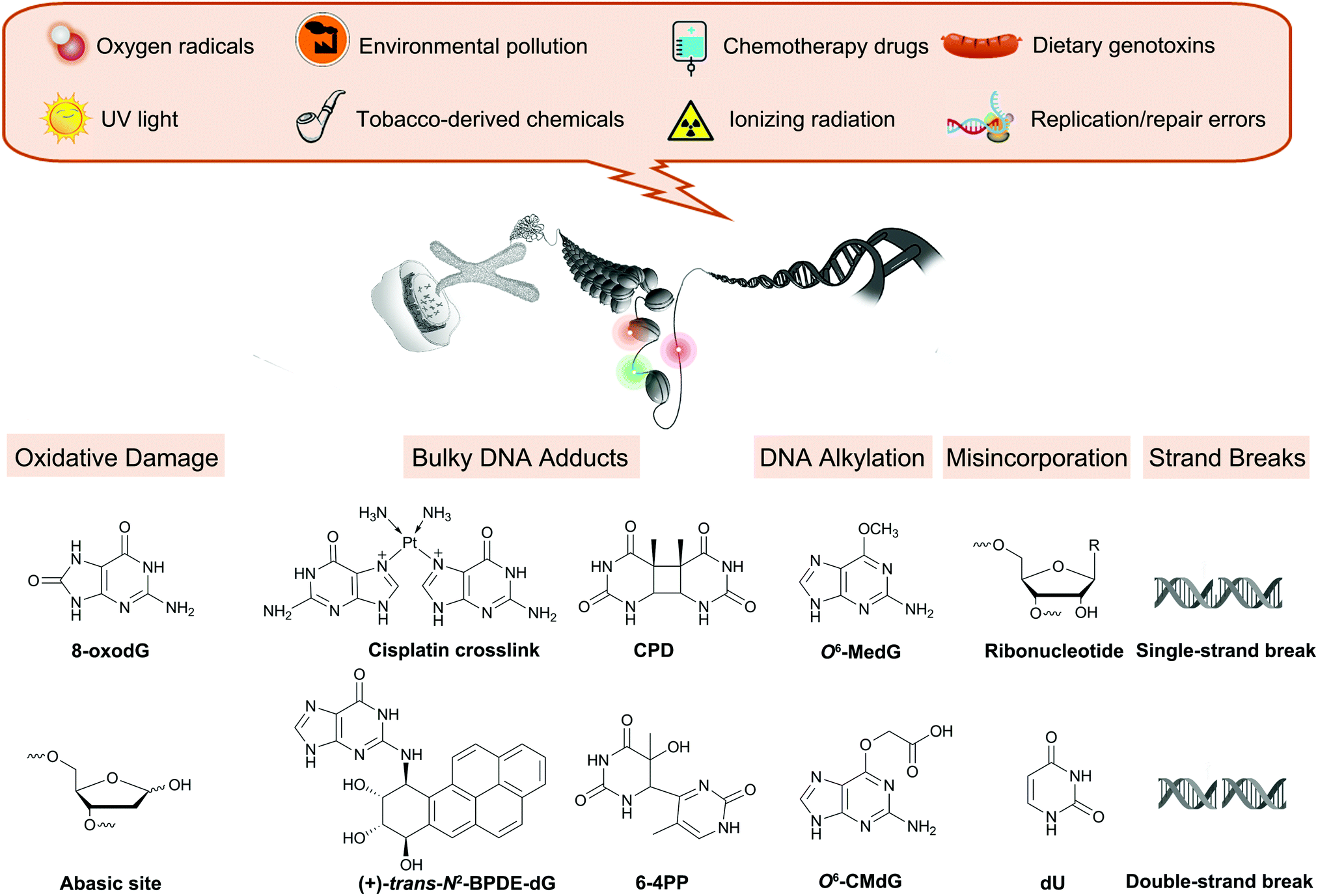 Next-generation DNA damage sequencing - Chemical Society Reviews (RSC ...