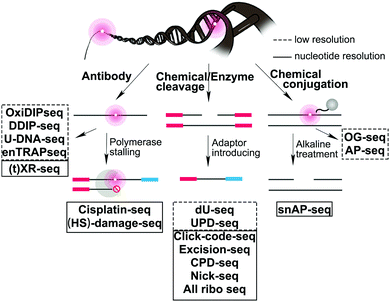 Next-generation DNA damage sequencing - Chemical Society Reviews (RSC ...