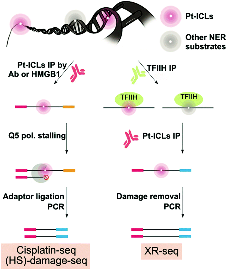 Next-generation DNA damage sequencing - Chemical Society Reviews (RSC ...