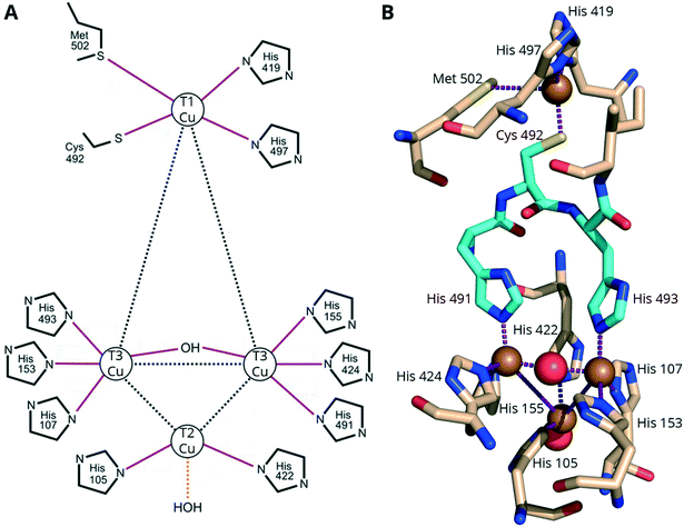 Inhibition in multicopper oxidases: a critical review - Catalysis ...