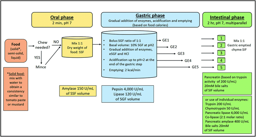 A standardised semi-dynamic in vitro digestion method suitable for food ...