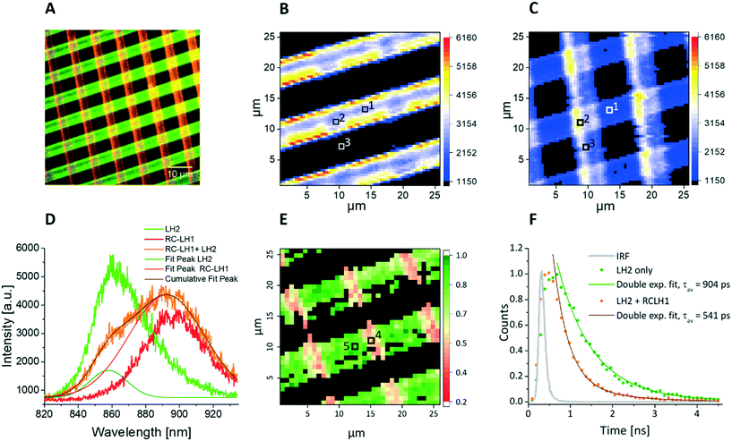Excitation energy transfer between monomolecular layers of light ...