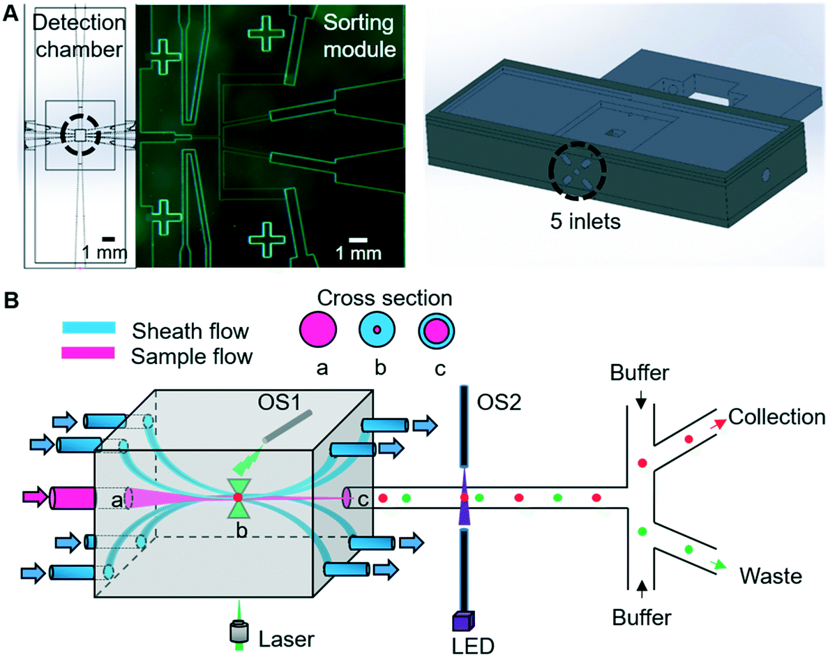 Automated Raman based cell sorting with 3D microfluidics - Lab on a Chip (RSC Publishing) DOI:10 ...