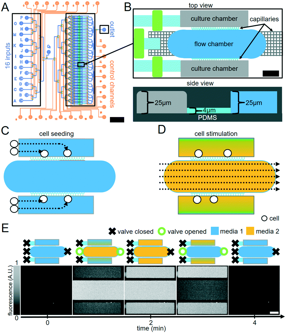 An automated microfluidic system for efficient capture of rare cells and rapid flow-free ...