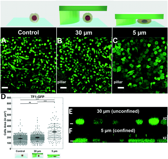 A new agarose-based microsystem to investigate cell response to ...