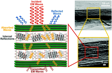 MXene interlayered crosslinked conducting polymer film for highly ...