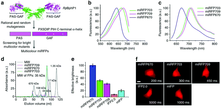 Near-infrared fluorescent protein and bioluminescence-based probes for ...