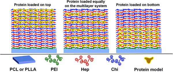 Tuning protein delivery from different architectures of layer-by-layer ...