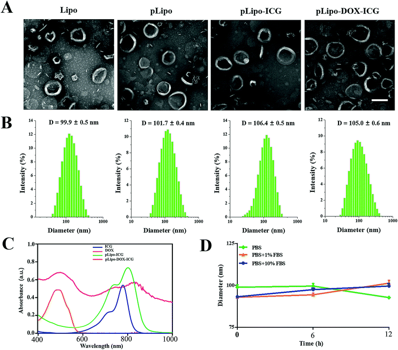Novel peptide-directed liposomes for targeted combination therapy of ...