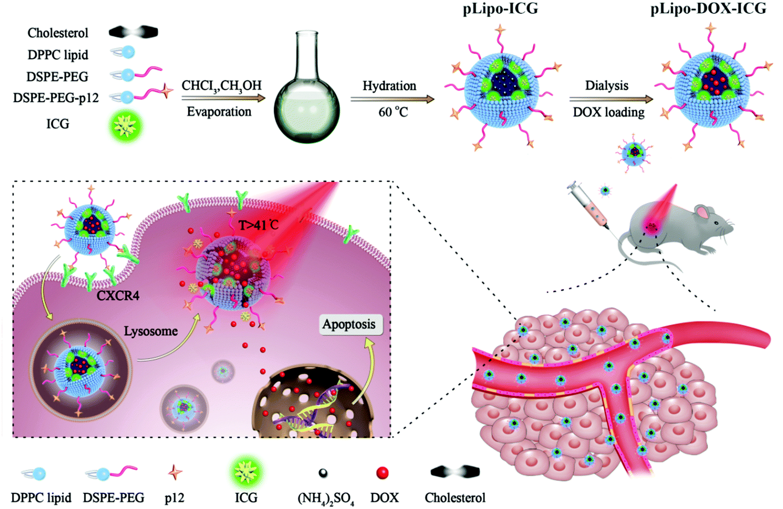 Novel peptide-directed liposomes for targeted combination therapy of ...