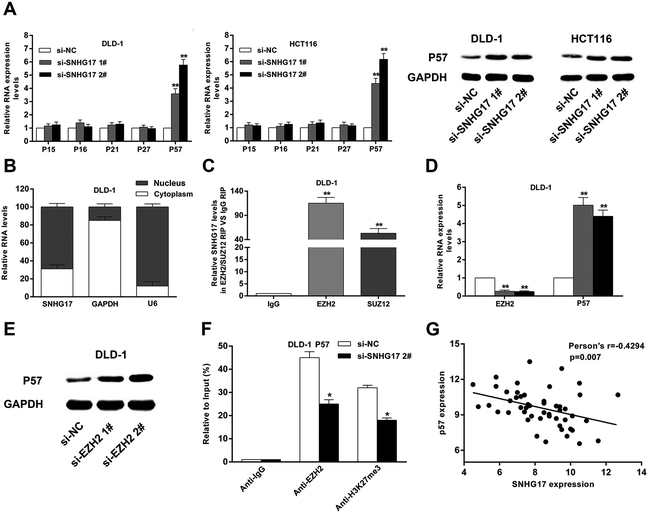 Correction: Long non-coding RNA SNHG17 is an unfavourable prognostic ...