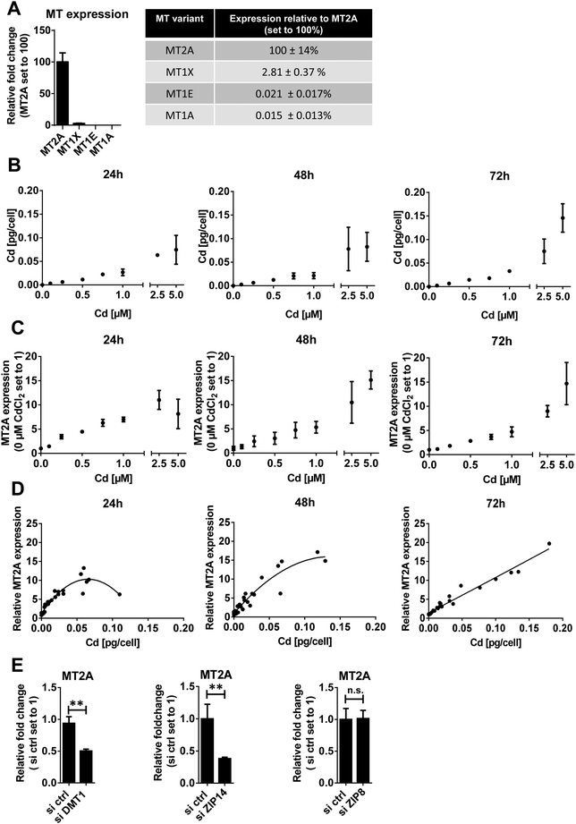 Human placental cell line HTR-8/SVneo accumulates cadmium by divalent ...