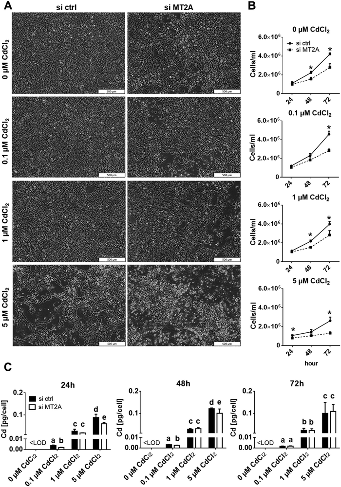 Human placental cell line HTR-8/SVneo accumulates cadmium by divalent ...