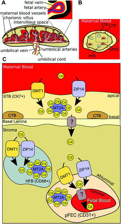 Human placental cell line HTR-8/SVneo accumulates cadmium by divalent ...