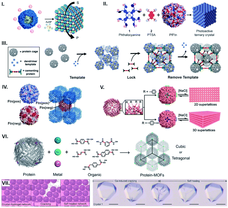 Connectability of protein cages - Nanoscale Advances (RSC Publishing ...