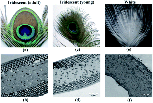 Photonics in nature and bioinspired designs: sustainable approaches for ...