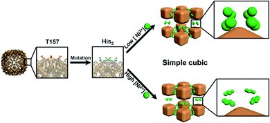 Development of biological metal–organic frameworks designed for ...
