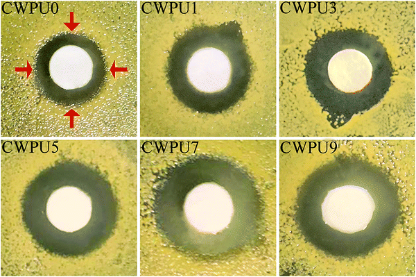 Synthesis and antibacterial investigation of cationic waterborne ...