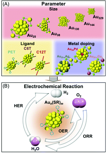 Gold nanoclusters as electrocatalysts: size, ligands, heteroatom doping ...