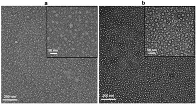 Homogeneous nanodiscs of native membranes formed by stilbene–maleic ...