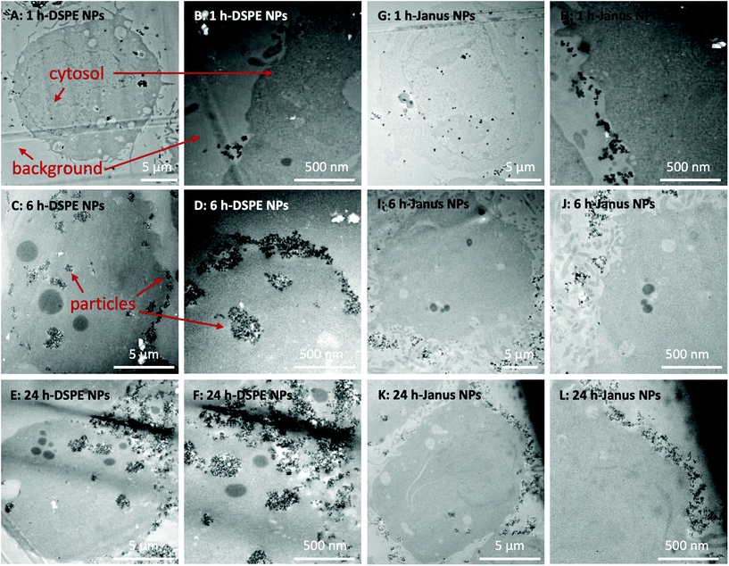 Janus nanoparticles designed for extended cell surface attachment ...
