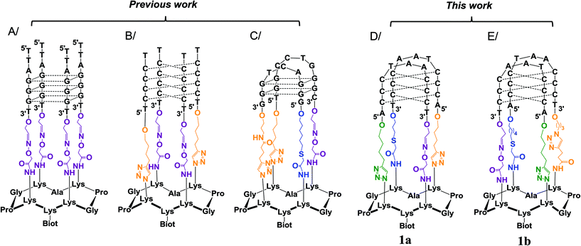 Access to a stabilized i -motif DNA structure through four successive ...