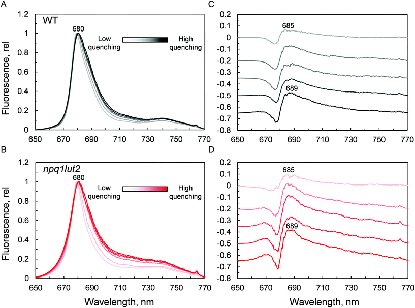 The robustness of the terminal emitter site in major LHCII complexes ...