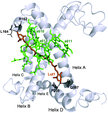 The robustness of the terminal emitter site in major LHCII complexes ...