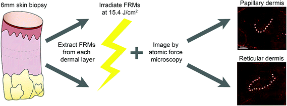 Remodelling of fibrillin-rich microfibrils by solar-simulated radiation ...
