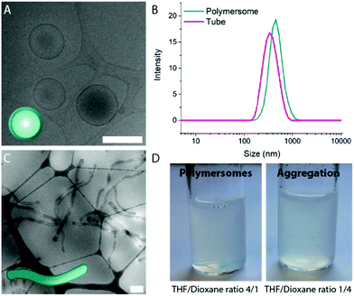 Investigating the self-assembly and shape transformation of poly ...