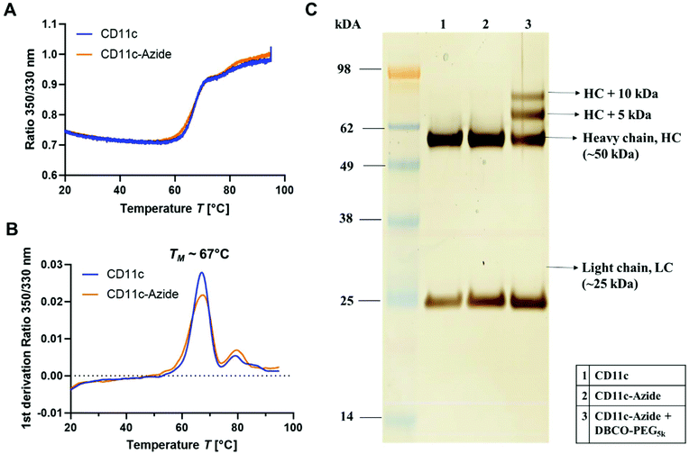 A bio-orthogonal functionalization strategy for site-specific coupling of antibodies on vesicle ...