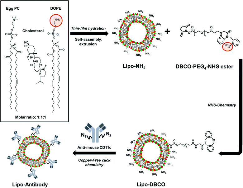 A bio-orthogonal functionalization strategy for site-specific coupling ...