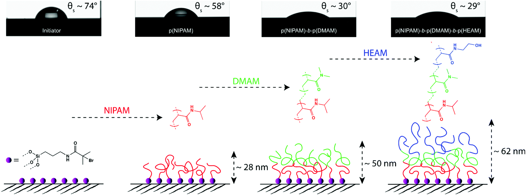 Synthesis of acrylamide-based block-copolymer brushes under flow ...