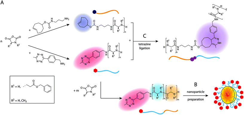 Tetrazine- and trans -cyclooctene-functionalised polypept(o)ides for ...