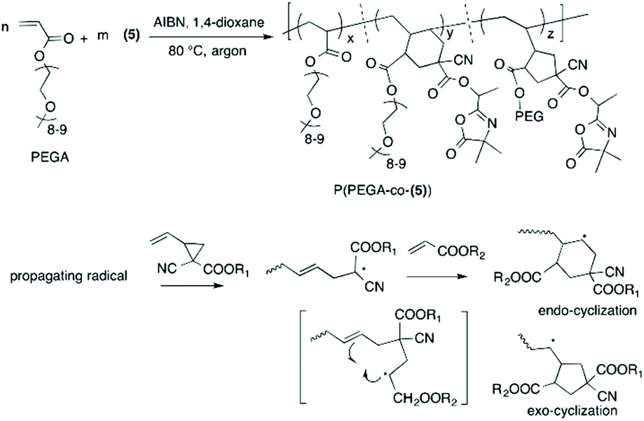 Radical ring-opening polymerization of novel azlactone-functionalized ...