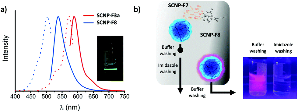 Pentafluorophenyl-based single-chain polymer nanoparticles as a ...