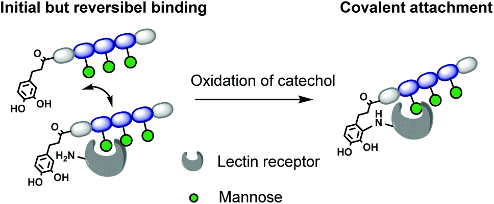 Catechol-functionalized sequence-defined glycomacromolecules as ...