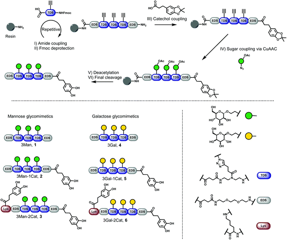 Catechol-functionalized sequence-defined glycomacromolecules as ...
