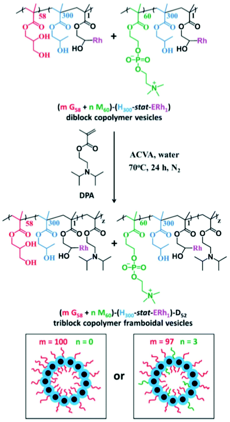 Macromolecular design and preparation of polymersomes - Polymer ...