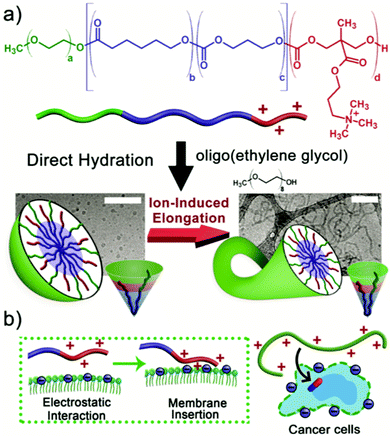 Macromolecular design and preparation of polymersomes - Polymer ...